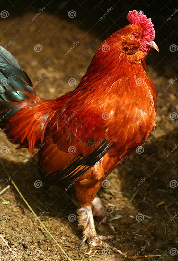 Banty Rooster 2 stock photo. Image of animal, rooster - 4826176