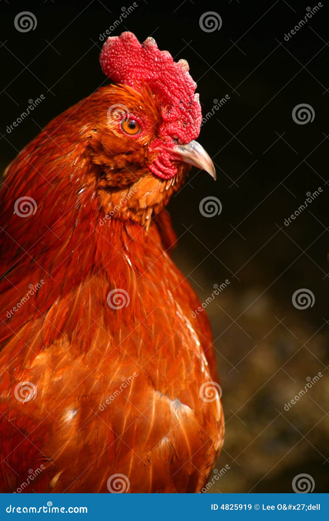 Banty Rooster stock image. Image of stare, intense, beak - 4825919