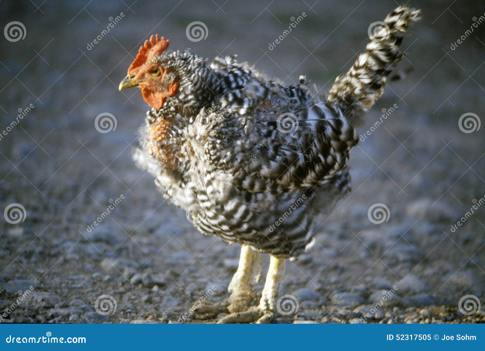 Banty rooster, NM stock image. Image of fowl, mexico - 52317505