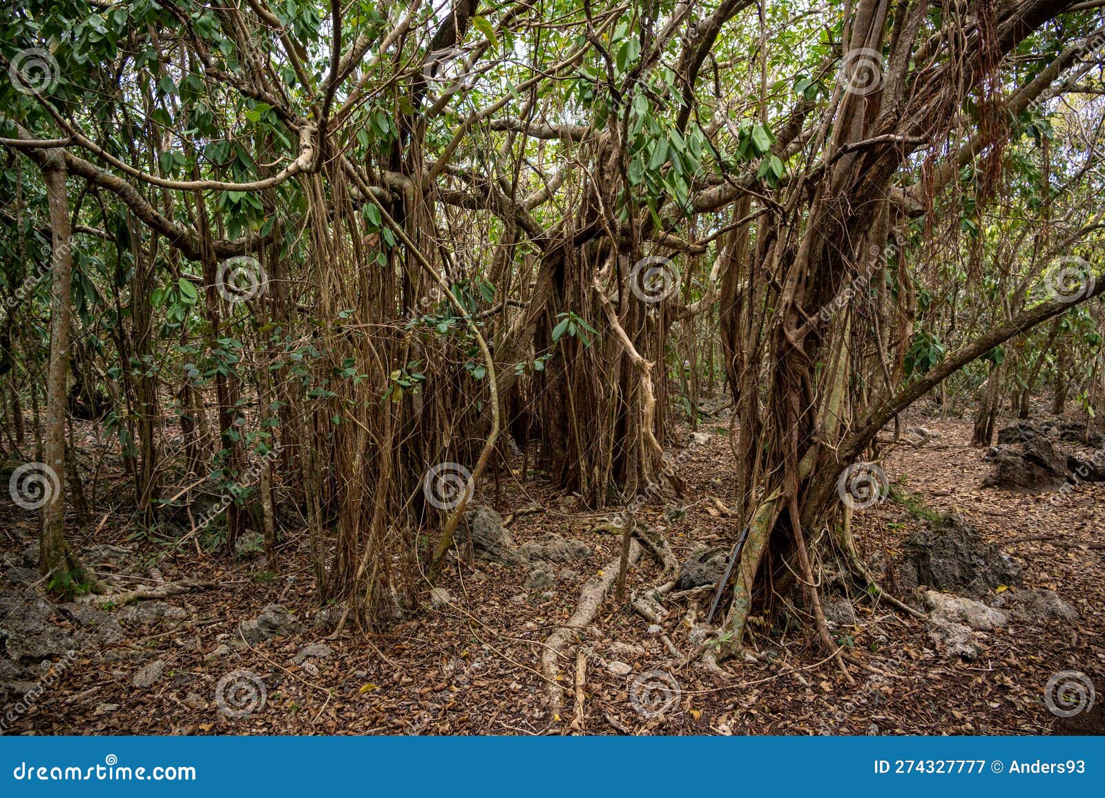 Banyan Tree, Mauritius. Aerial Roots Develop from Branches To Enable ...