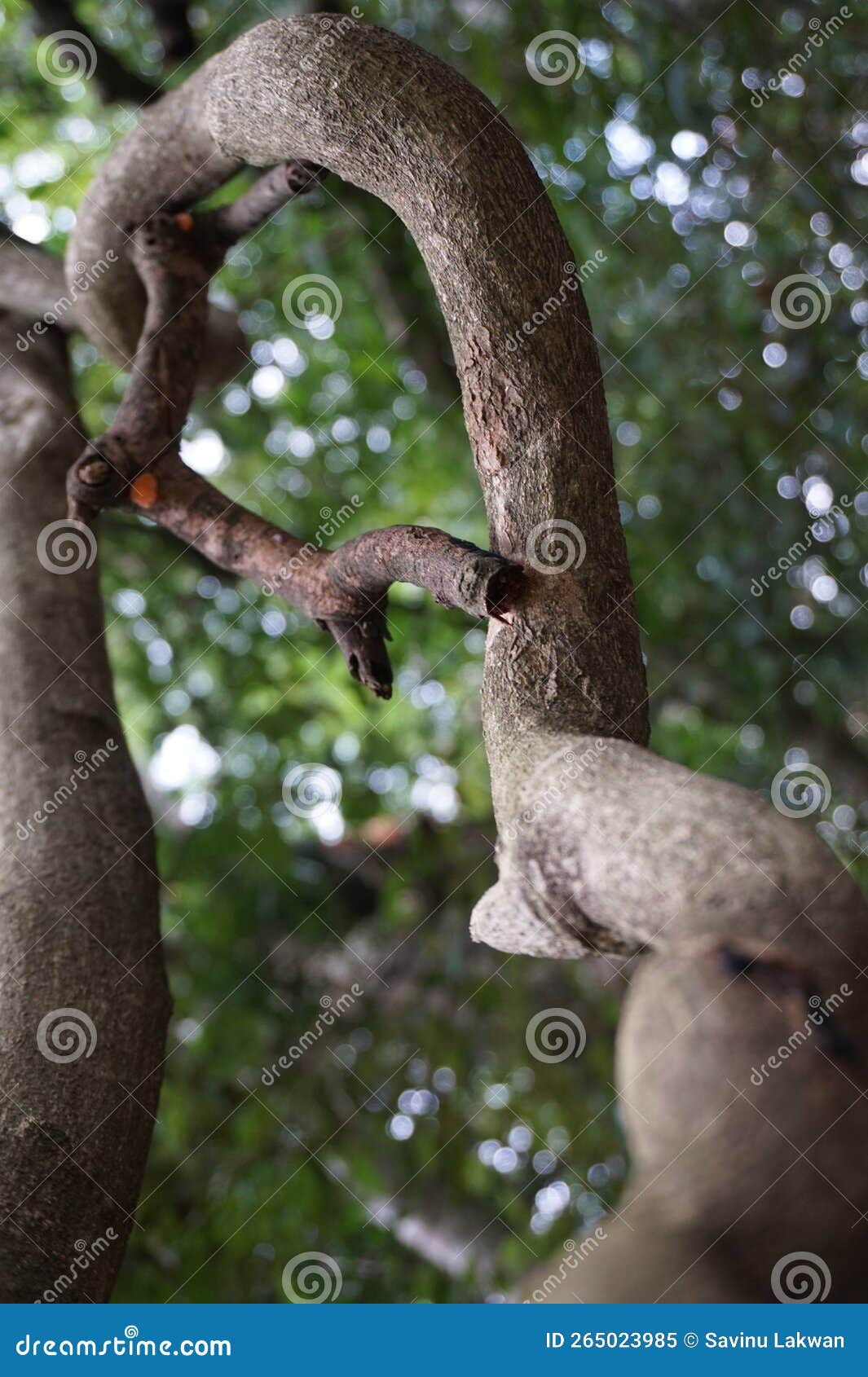 Adventitious Prop Roots Of Big Banyan Tree Stock Image | CartoonDealer ...