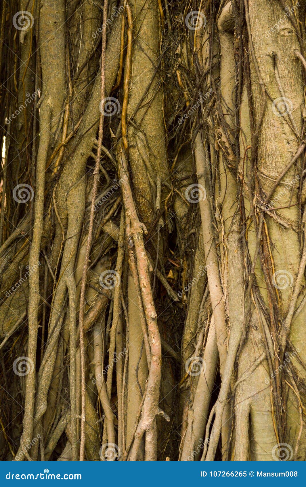 Banyan bark tree texture stock image. Image of trunk - 107266265
