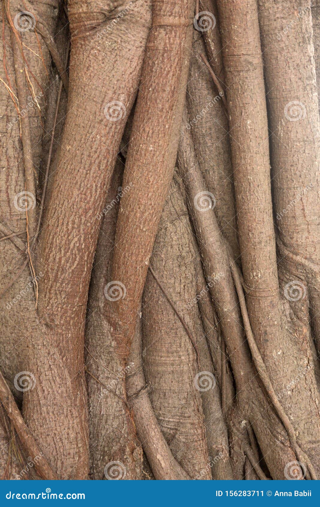 Texture Of Root Oak, Wood Texture Stock Photography | CartoonDealer.com ...
