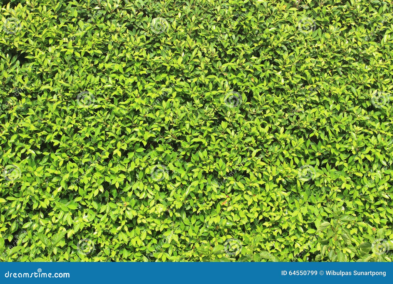 Banyan Bush Wall Closeup Texture Stock Image - Image of hedge, park ...