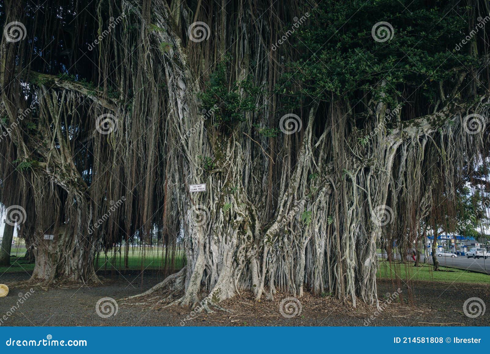 Banyan Drive is a Tree-lined Street at the Shoreline of Hilo, Hawaii ...