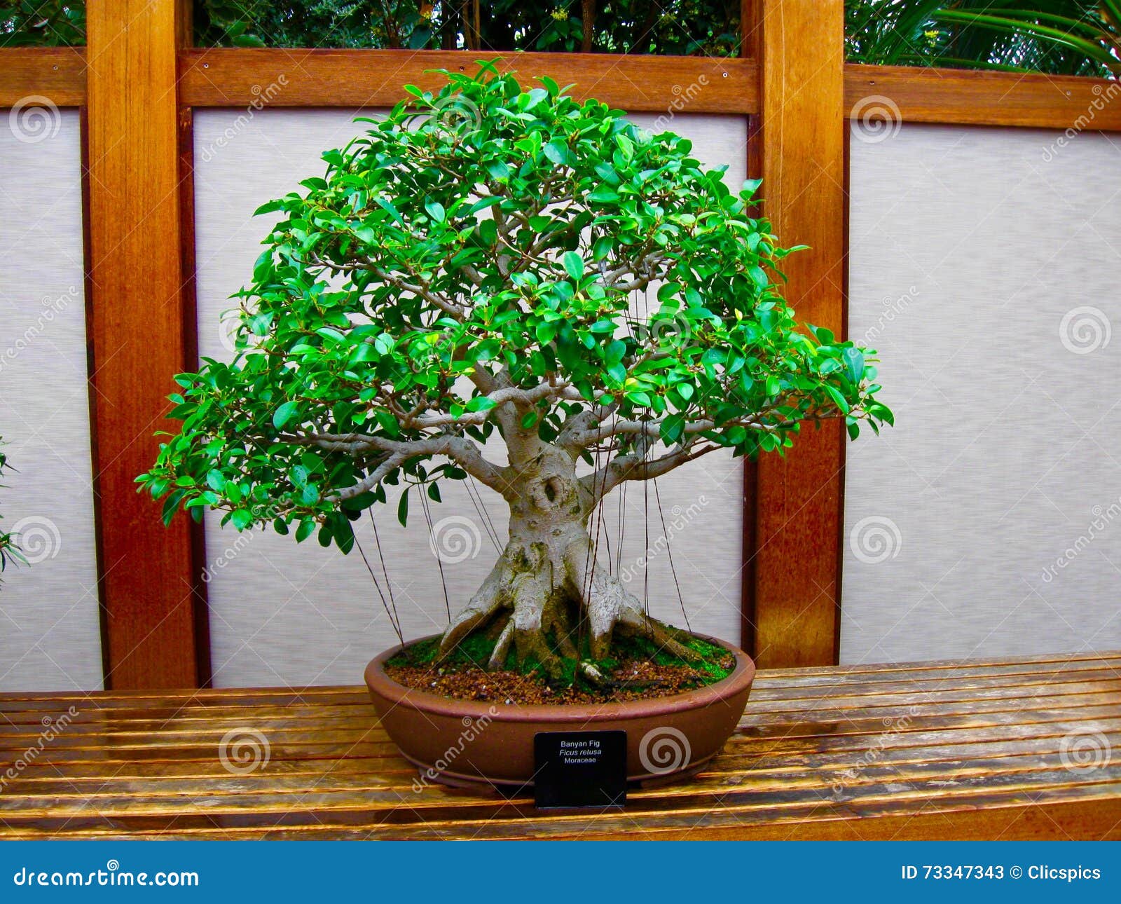 Banyan Fig Bonsai stock image. Image of thick, bonsai - 73347343