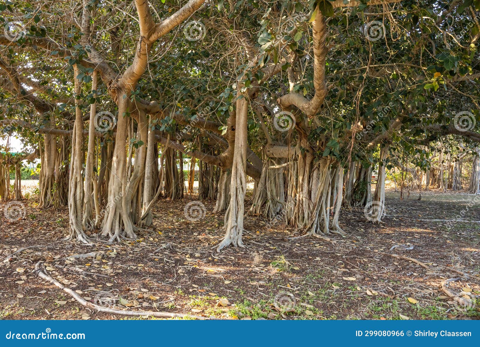 A Banyan Fig Tree with Prop Roots that Will Become Accessory Trunks ...