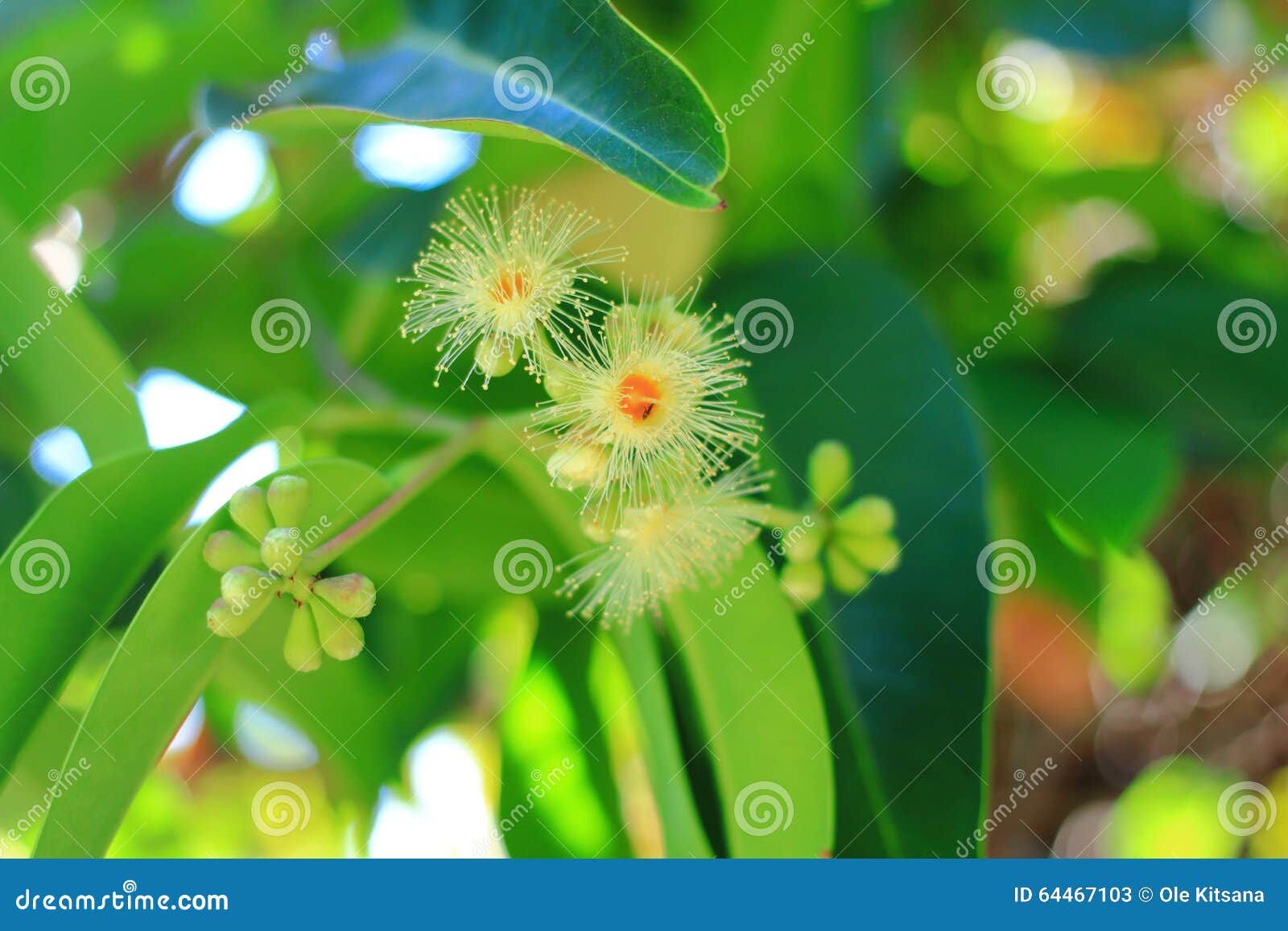 Banyan flower stock image. Image of beautiful, leaves - 64467103
