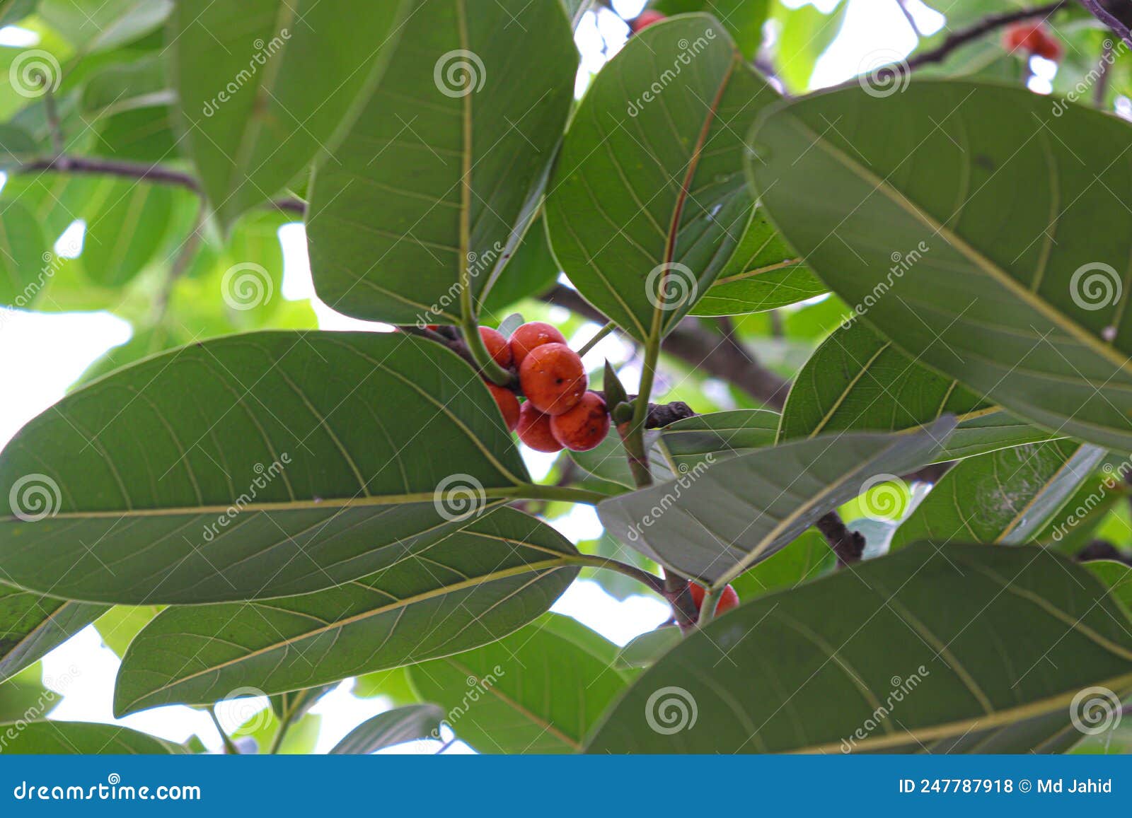 Banyan Fruit with Leaf on Tree Stock Photo - Image of growth, bright ...