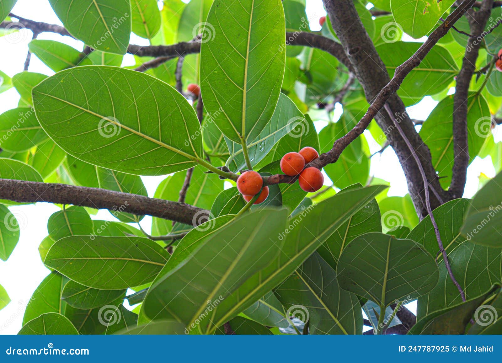 Banyan Fruit with Leaf on Tree Stock Image - Image of tree, leaf: 247787925