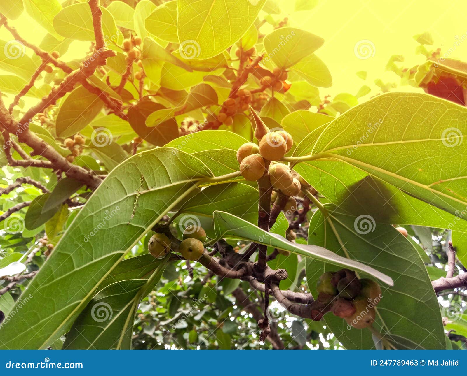 Banyan Fruit with Leaf on Tree Stock Image - Image of nature, summer ...