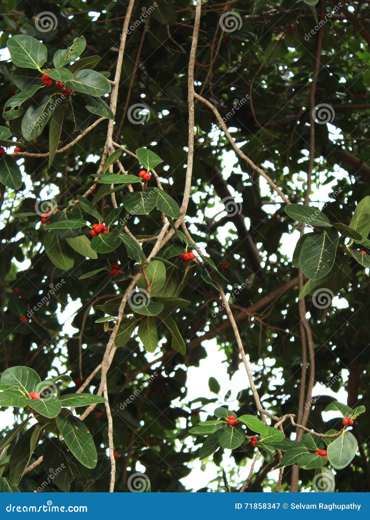Banyan Fruits On The Banyan Tree With Raw Fruits. Royalty-Free Stock ...