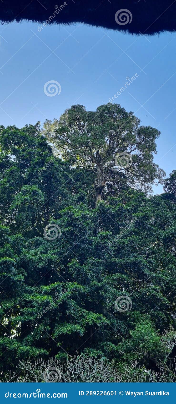 Banyan and pule trees stock image. Image of forest, natural - 289226601
