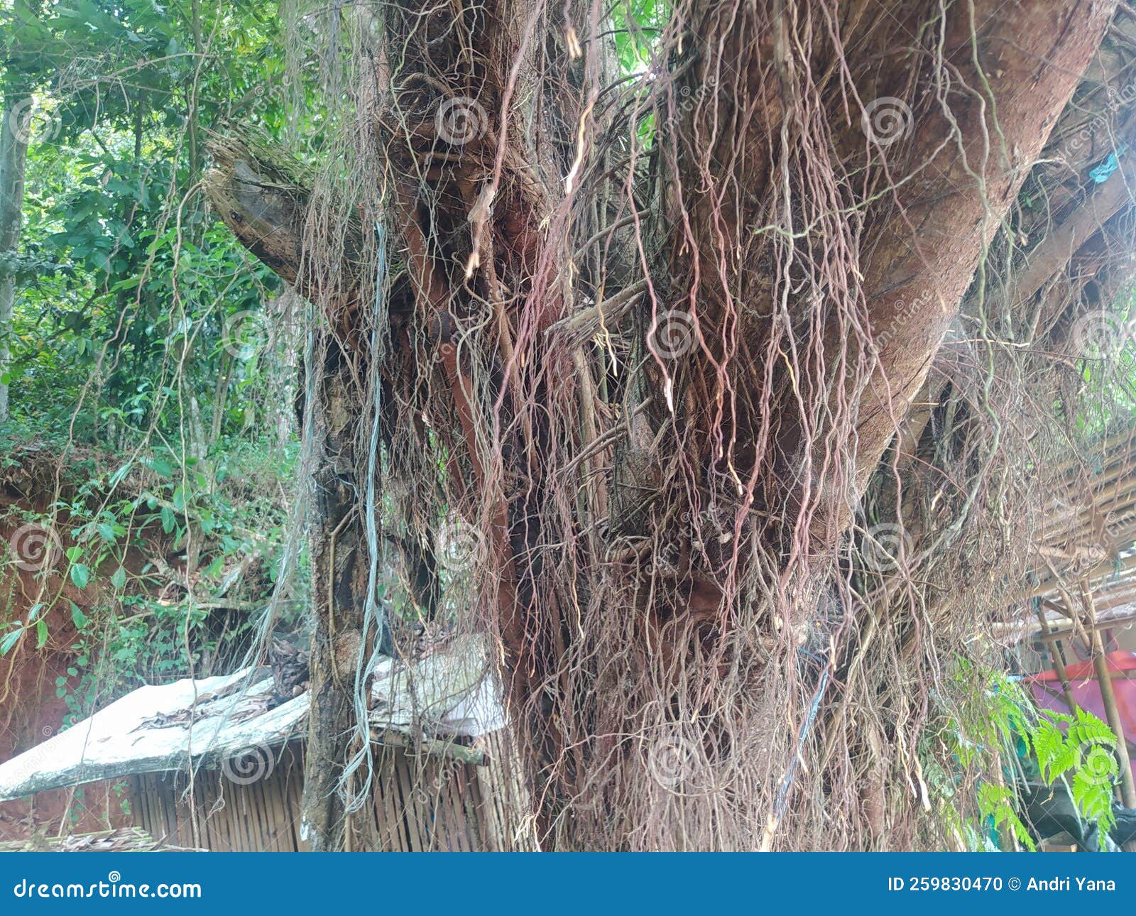 Banyan Root, Also Called Waringin or Fig Stock Photo - Image of jungle ...