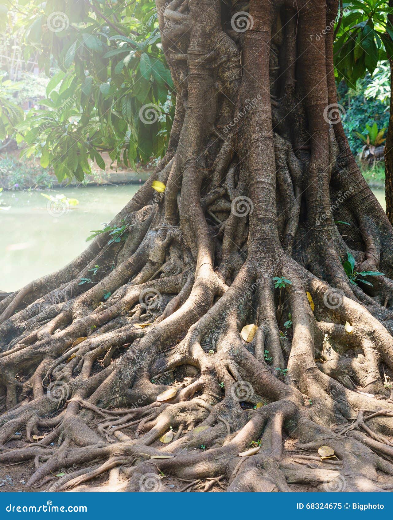 Banyan root, big tree root stock image. Image of branch - 68324675