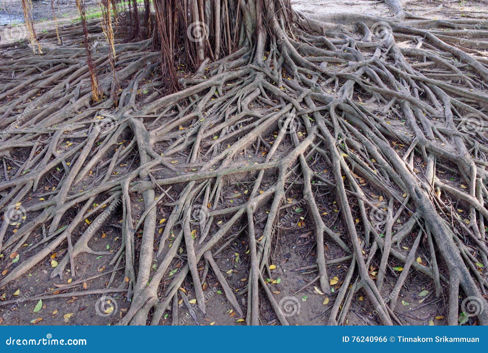 Banyan root stock photo. Image of banyan, natural, animal - 76240966