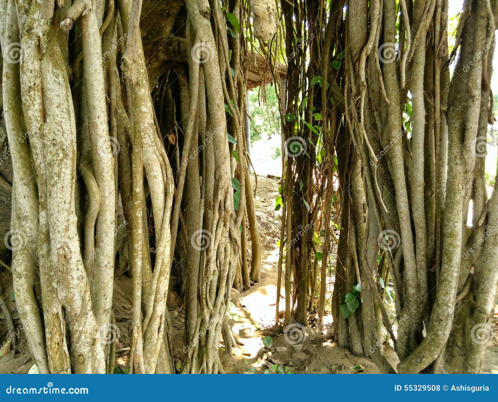 Banyan roots stock photo. Image of roots, banyan, forest - 55329508