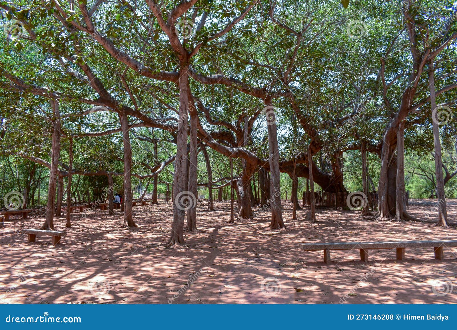 A banyan tree stock photo. Image of vector, grove, park - 273146208
