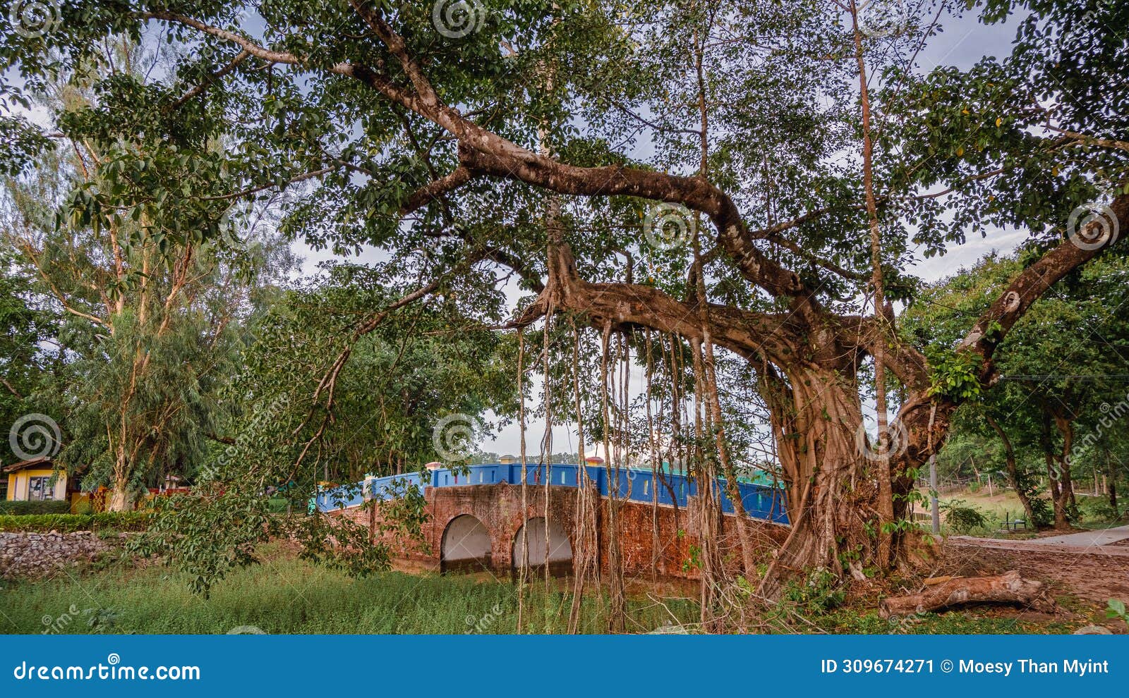 Aerial Prop Roots Of Pandanus Tree Also Known As Pandan Or Pine Or Palm ...