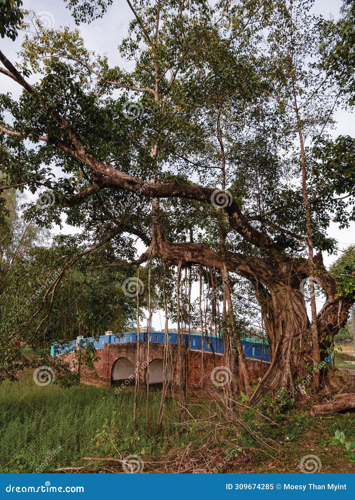 Banyan Tree with Aerial Prop Roots Over an Old Bridge Stock Image ...