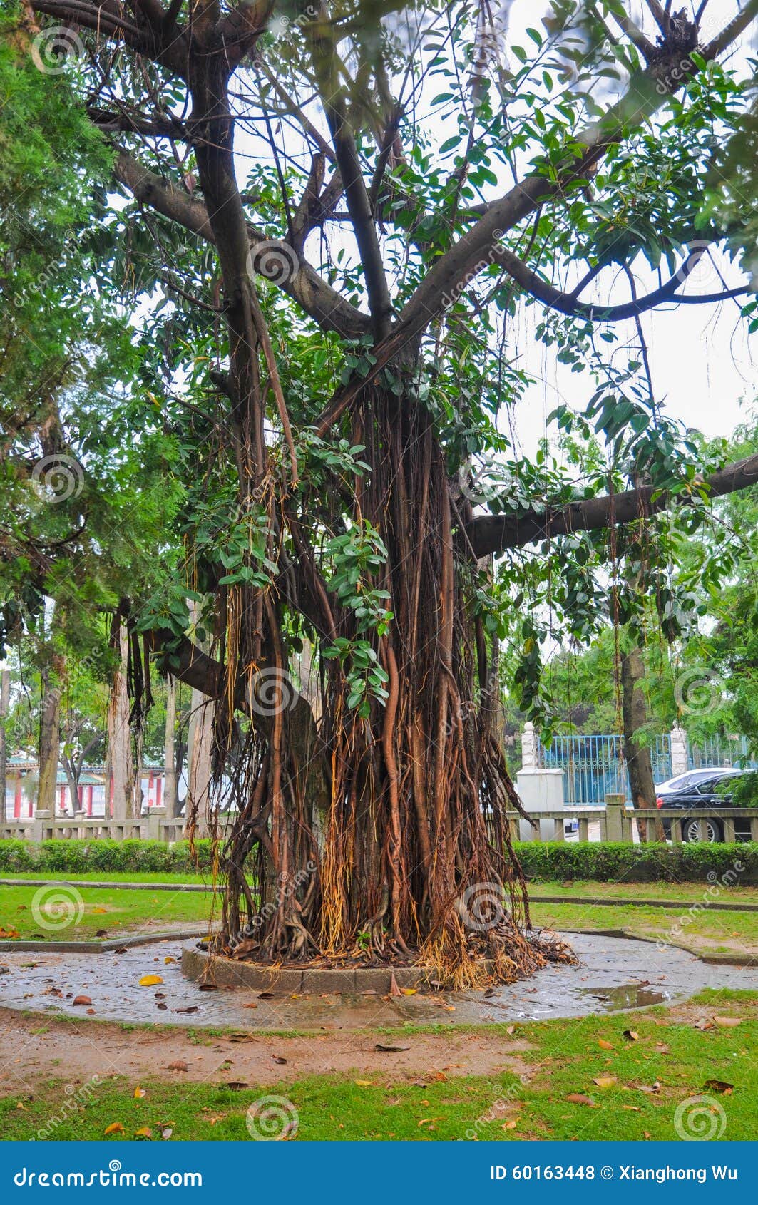 Banyan Tree and Aerial Root Stock Photo - Image of leaves, climate ...