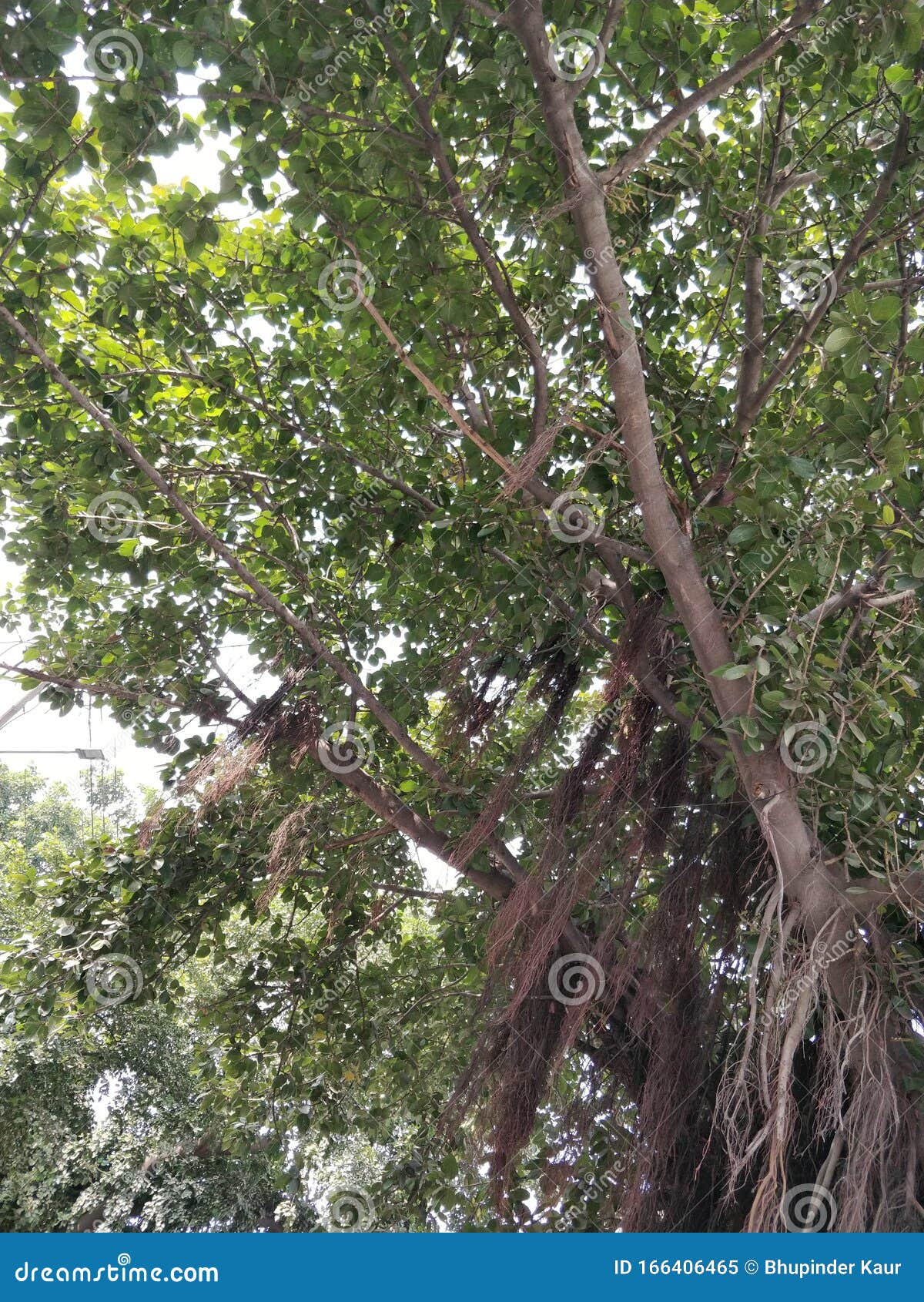 Banyan Tree with the Aerial Roots and Thick Green Foliage Stock Image ...