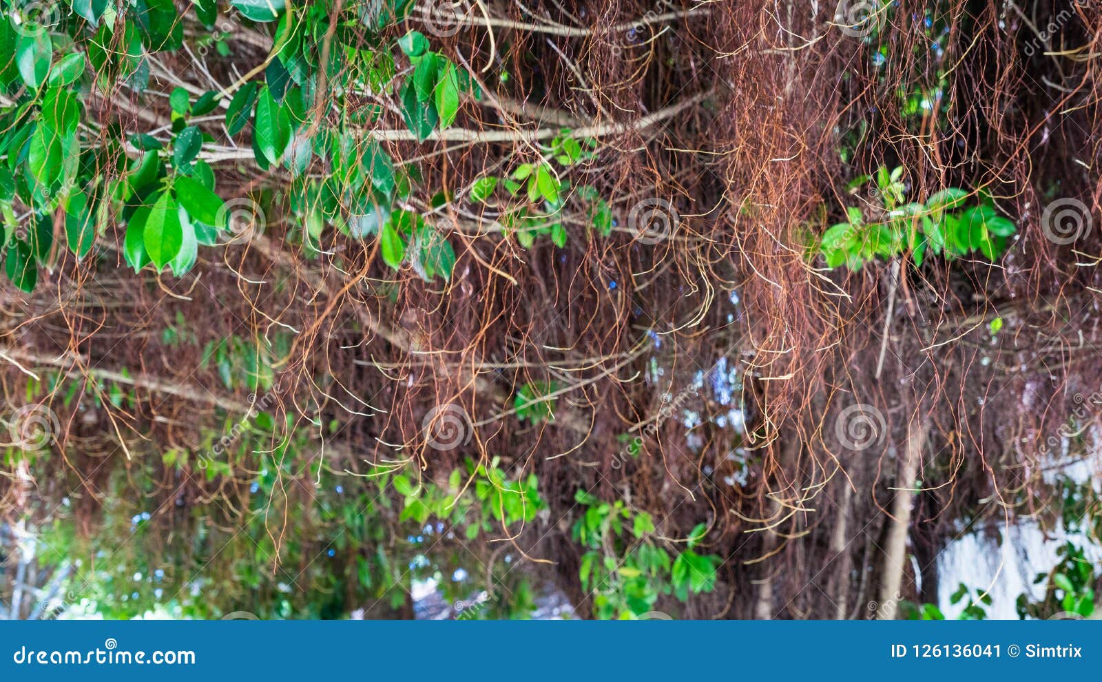 Banyan Tree with Airy Roots on the Island, Maldives. Stock Image ...