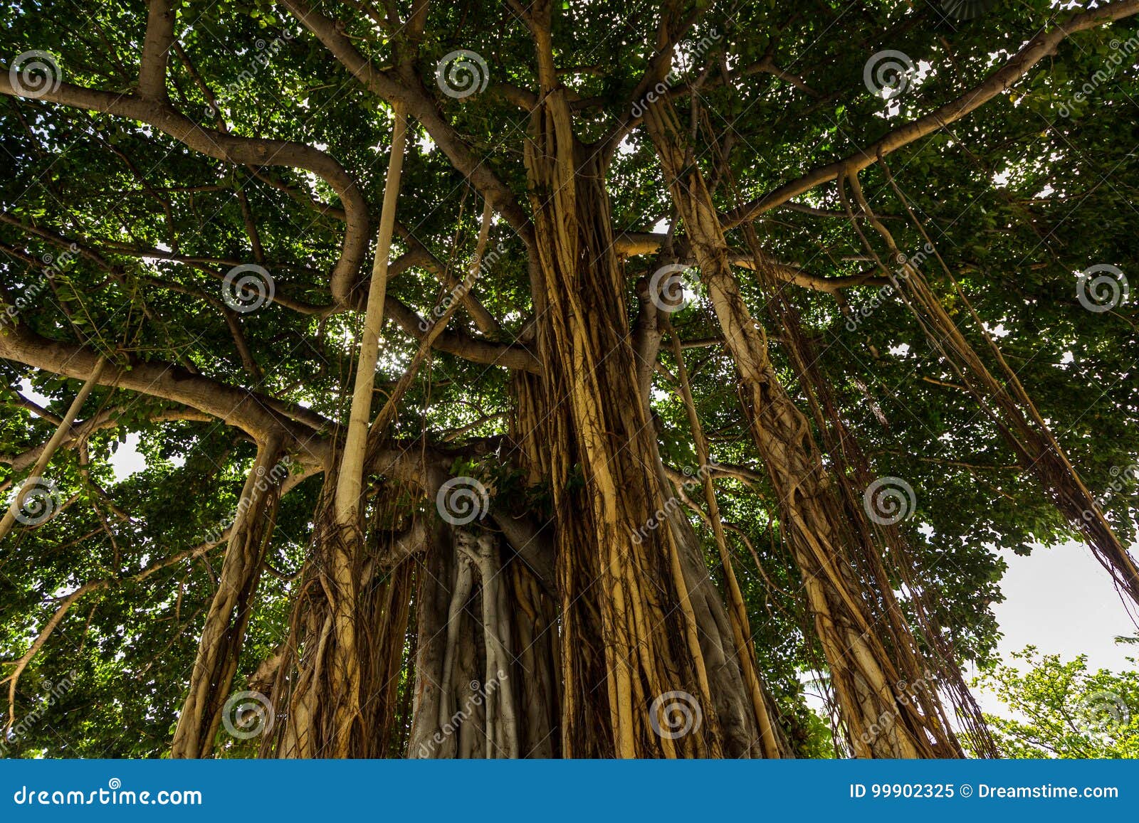 Banyan Tree stock image. Image of oahu, banyan, green - 99902325