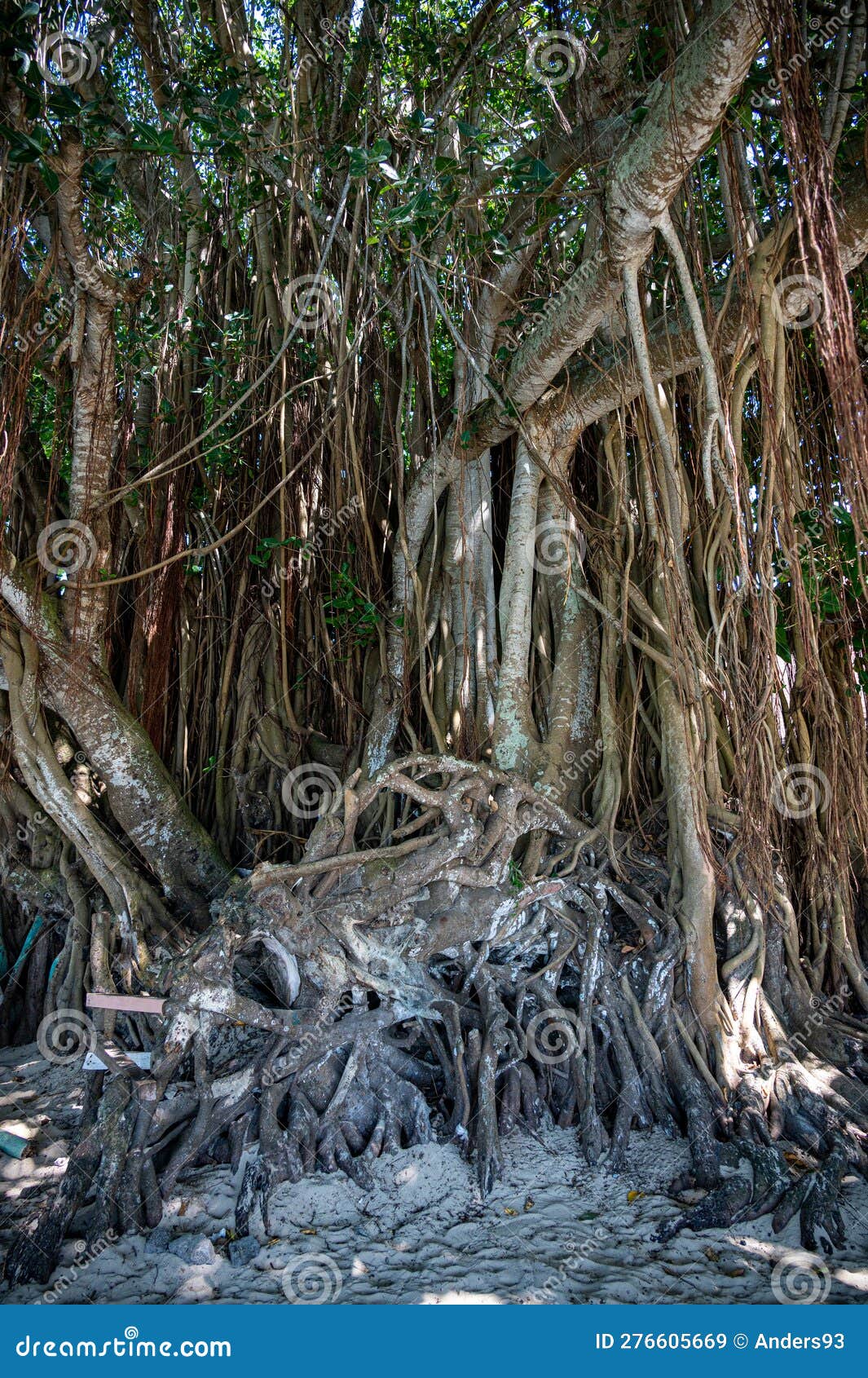 Banyan Tree, Also Known As Banian Tree. Aerial Roots Develop from ...