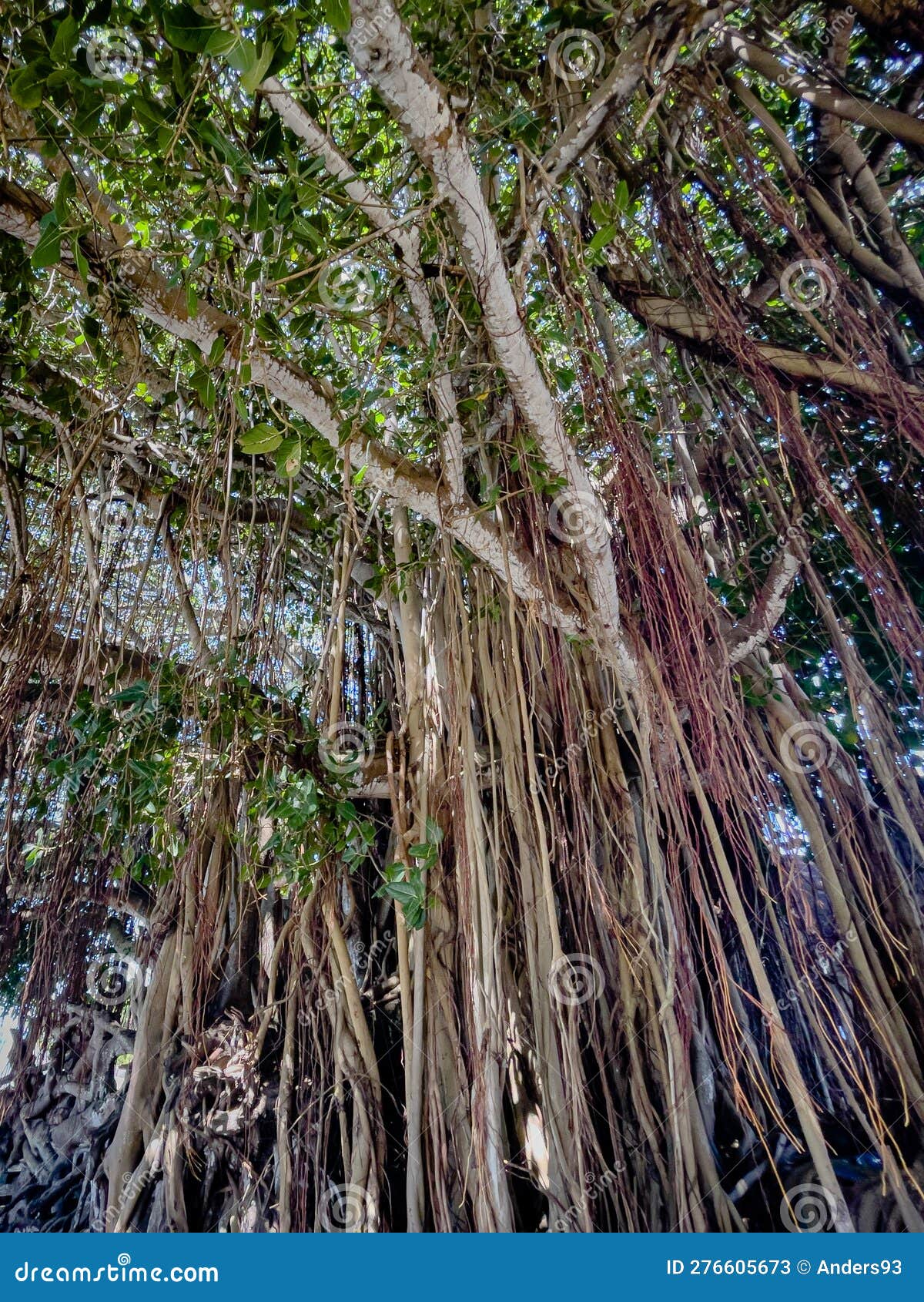 Banyan Tree, Also Known As Banian Tree. Aerial Roots Develop from ...
