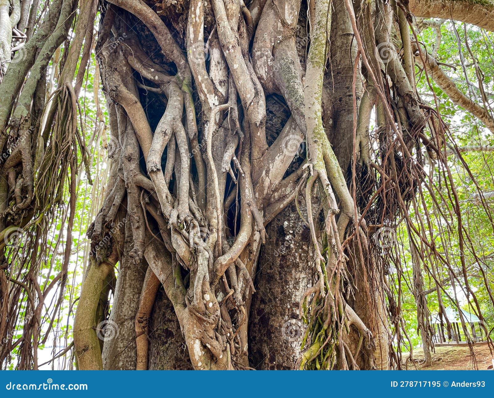 Banyan Tree, Also Known As Banian Tree. Aerial Roots Develop from ...
