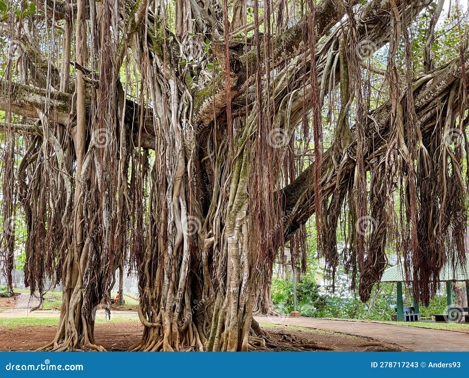 Banyan Tree, Also Known As Banian Tree. Aerial Roots Develop from ...