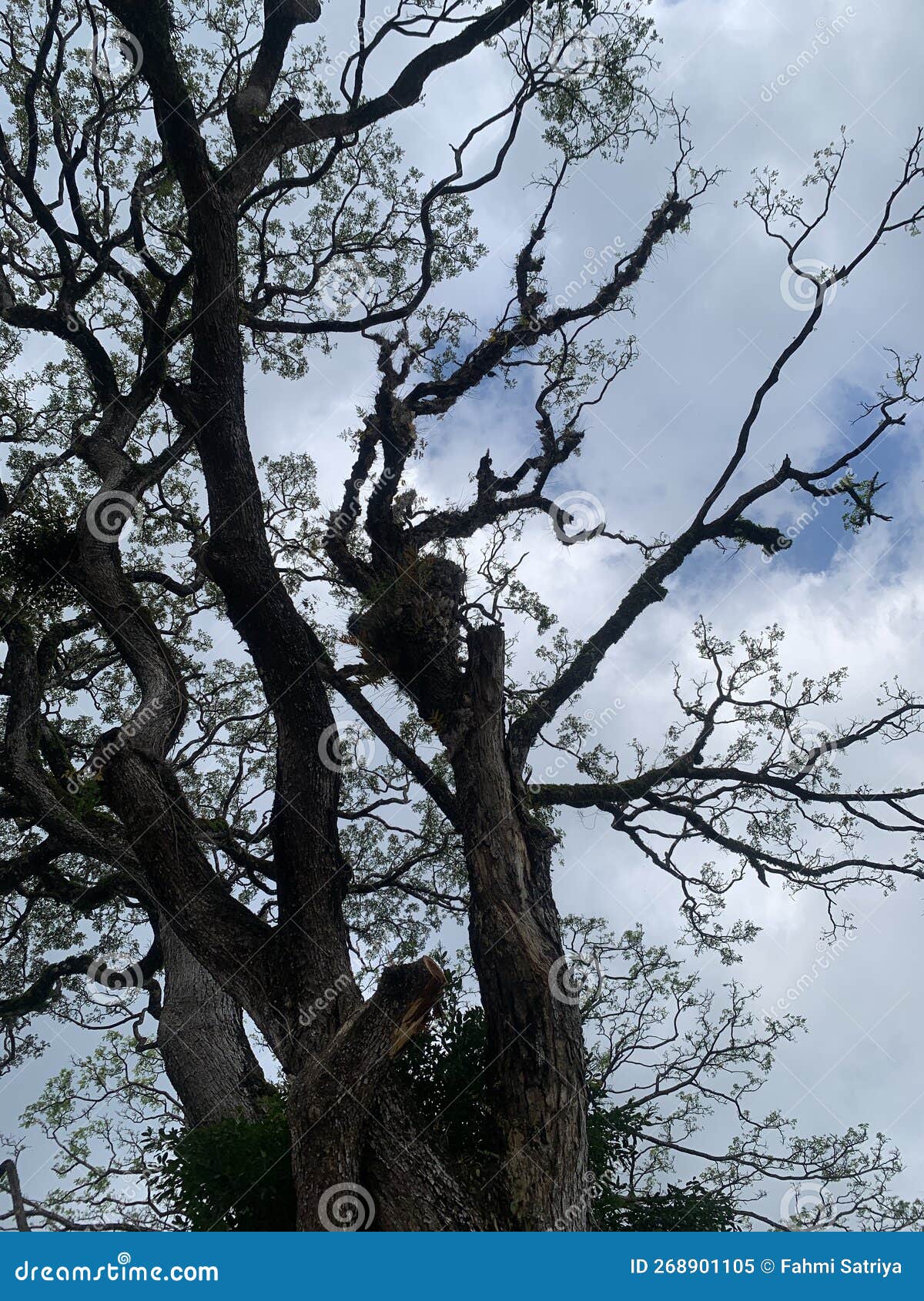 Banyan tree stock image. Image of indoor, used, plant - 268901105