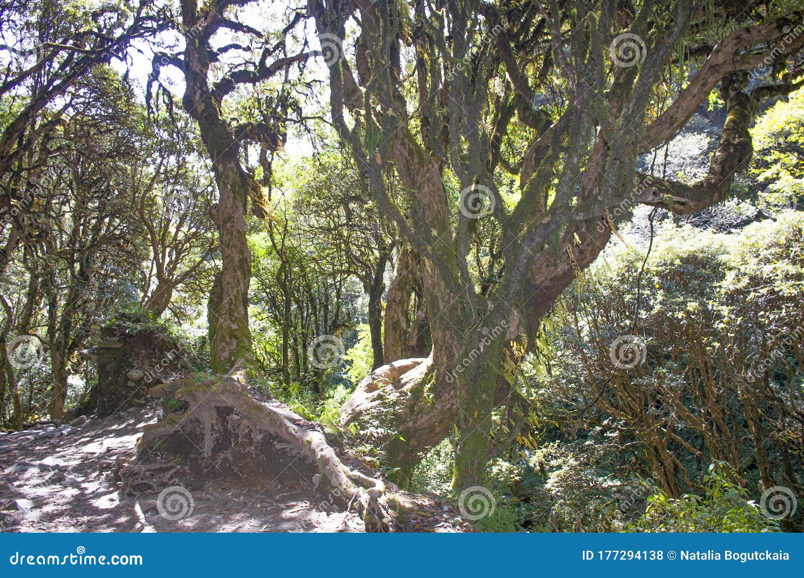 Banyan Tree Beautiful in the Forest Nepal Stock Photo - Image of ...