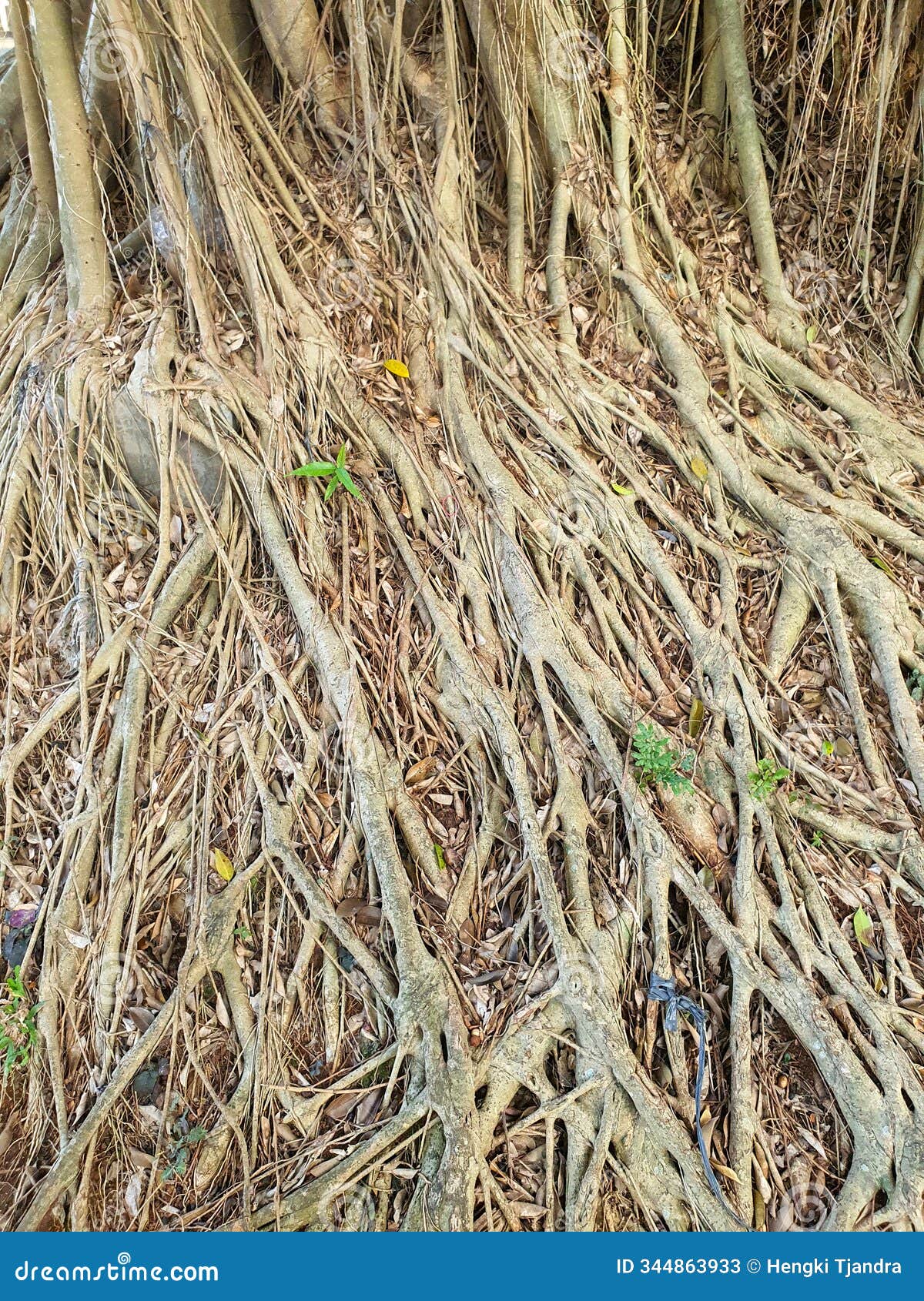 Banyan Tree (Beringin) Exposed Roots Spreading Across the Ground Stock ...