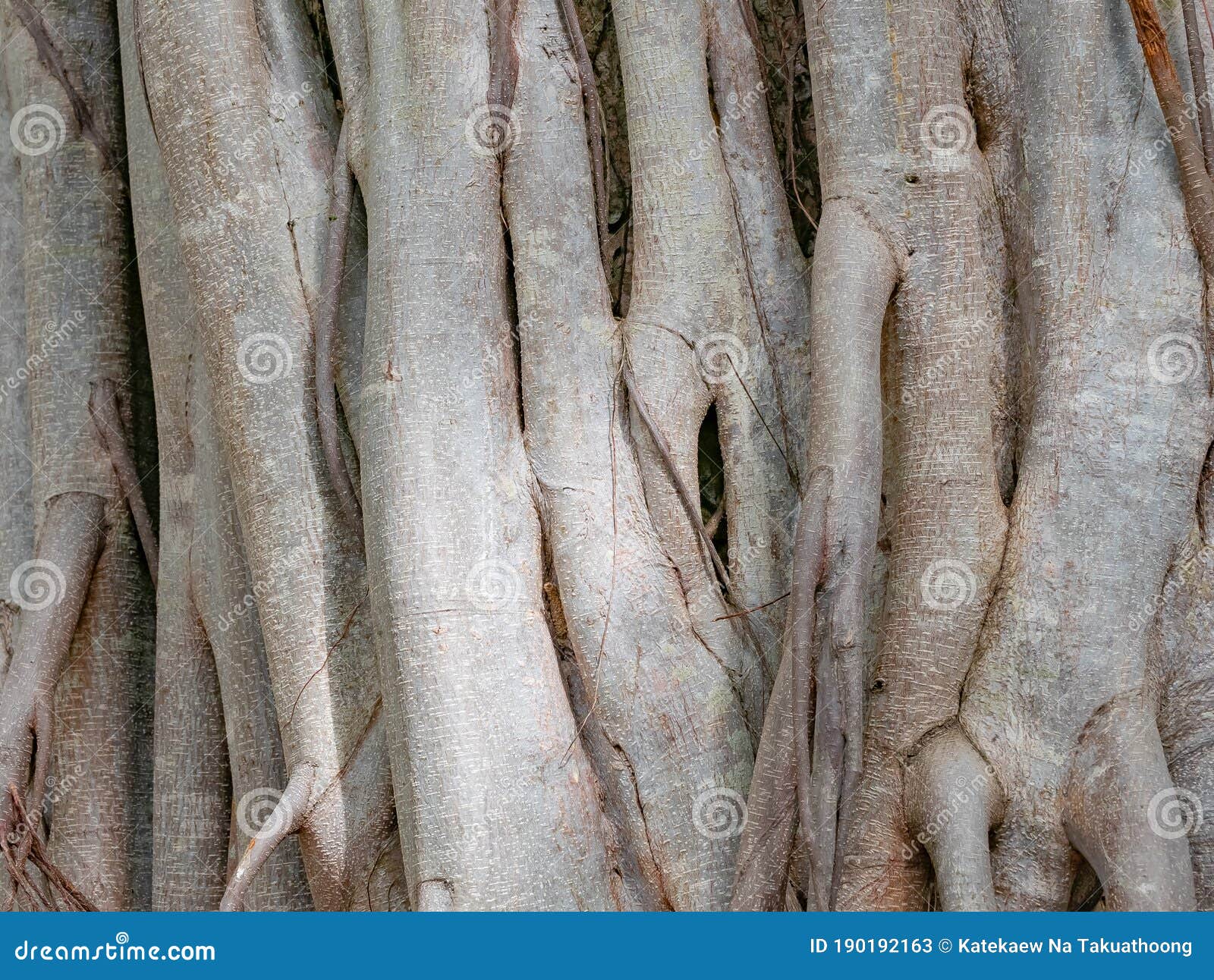 Banyan tree stock image. Image of texture, trunk, bark - 190192163