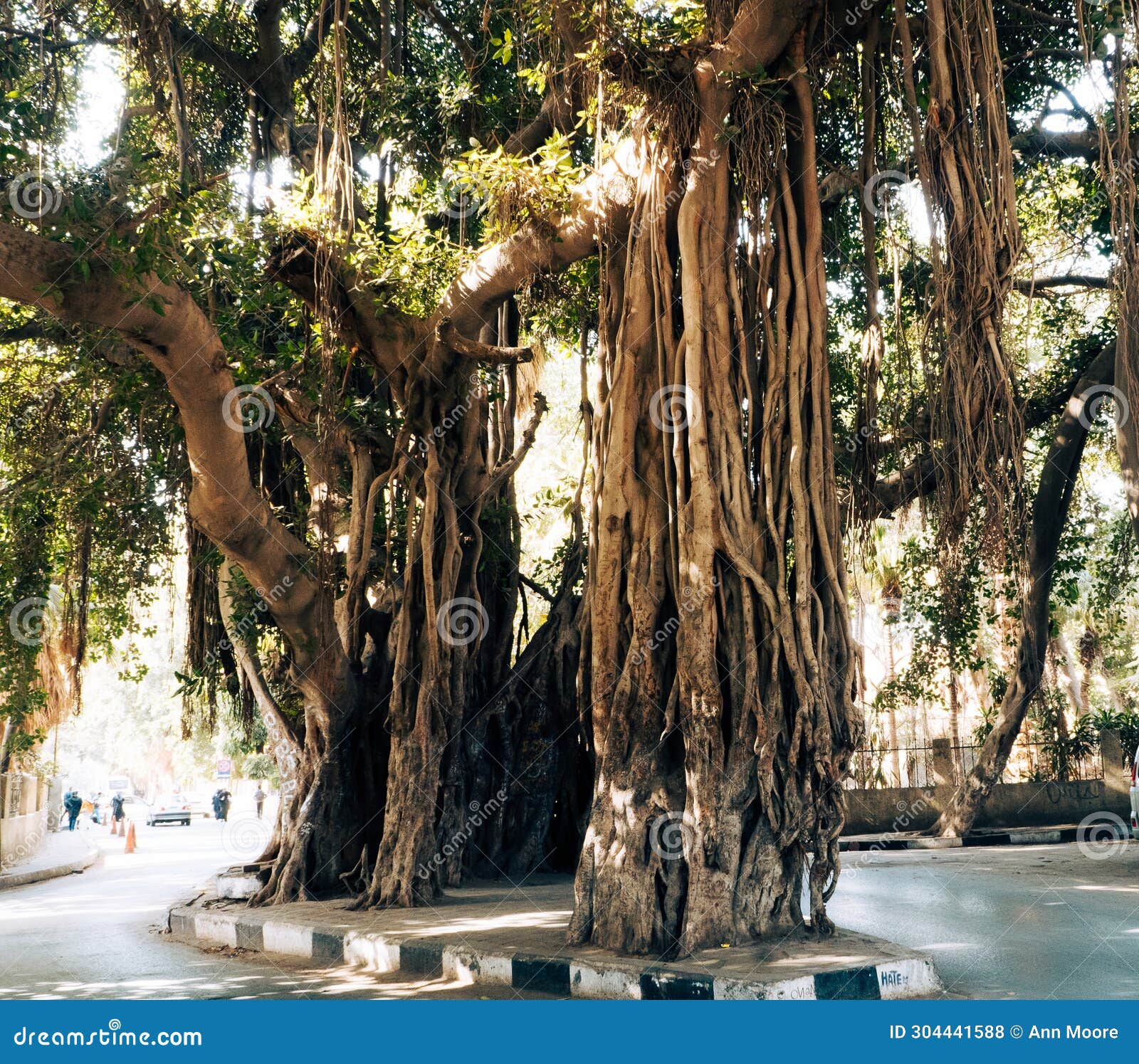 Banyan Tree in Cairo, Egypt Stock Photo - Image of leaves, green: 304441588