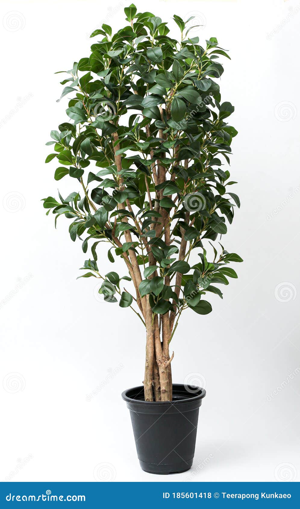 Banyan Tree in the Cement Pot Isolate on White Background Stock Photo ...
