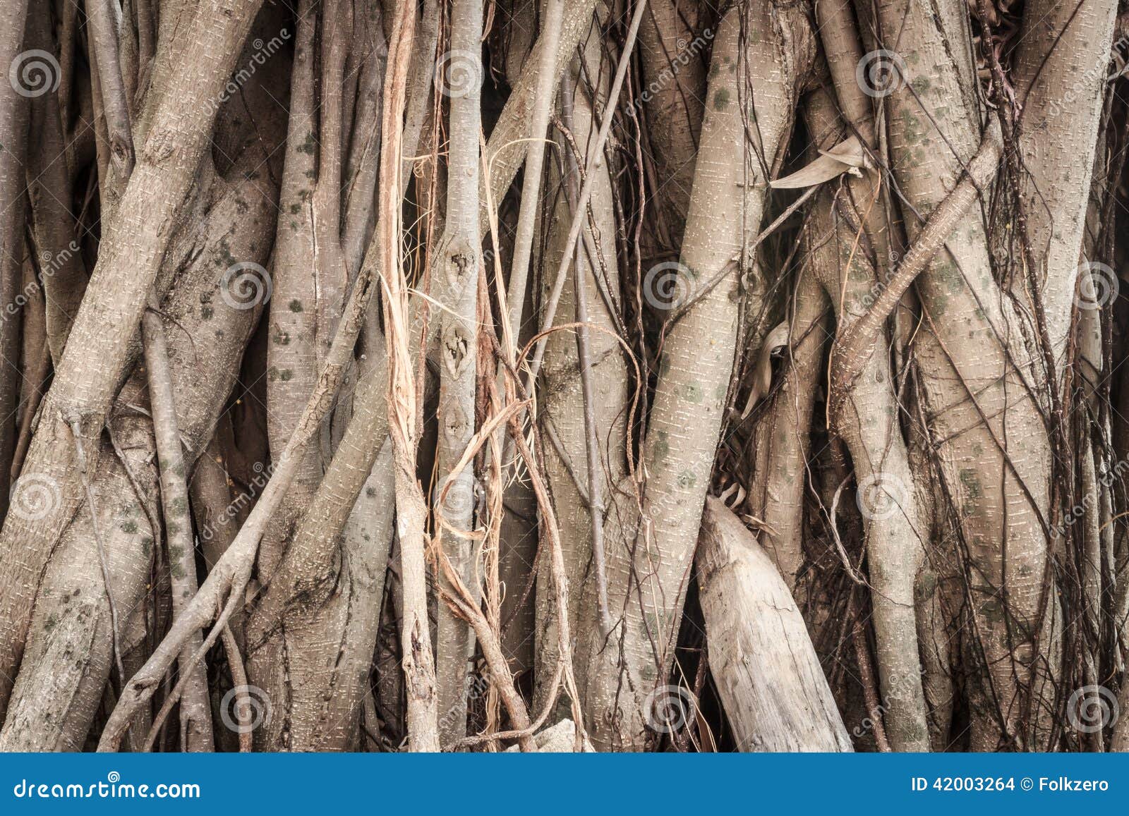 Banyan tree stock photo. Image of ancient, belief, history - 42003264