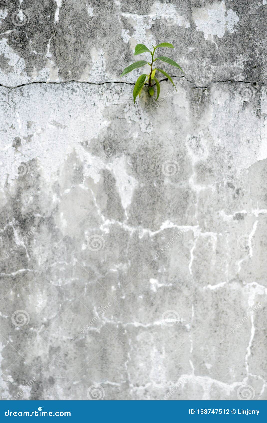 Banyan Tree on the Crack Wall Stock Photo - Image of green, aged: 138747512