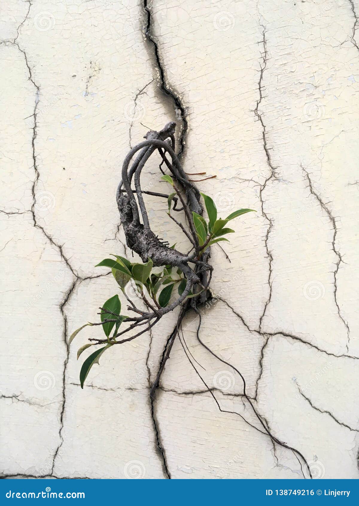 Banyan Tree on the Crack Wall Stock Photo - Image of creative, space ...