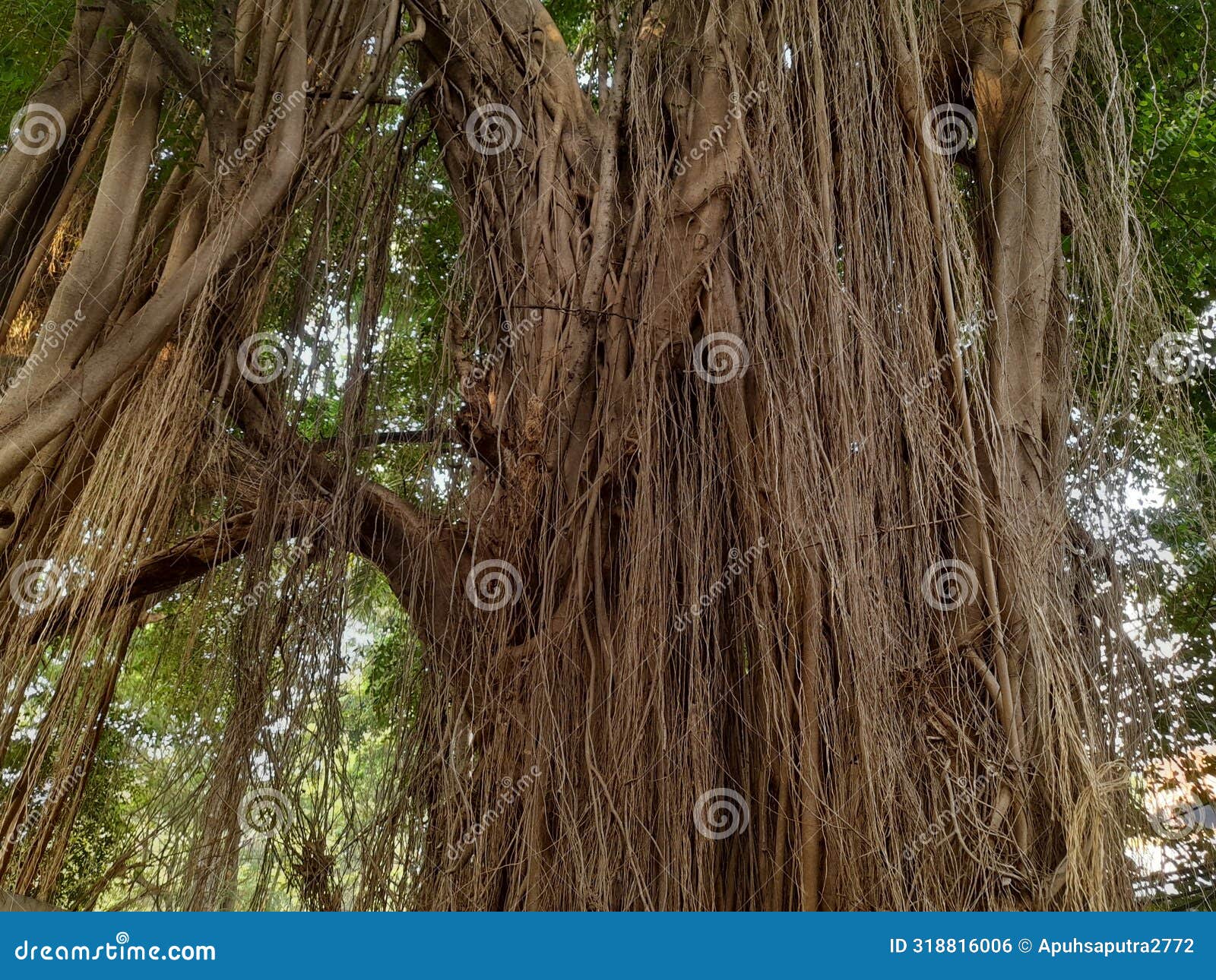 Banyan Tree with Dense Root Fibers Stock Photo - Image of dense, fibers ...