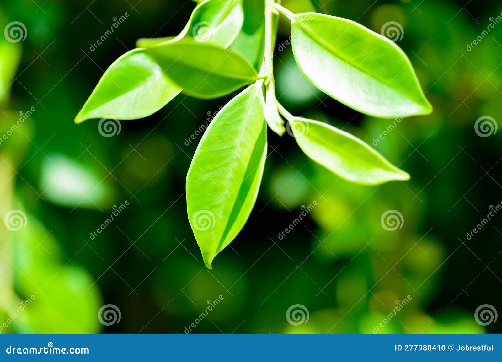 Banyan Tree or Ficus Annulata or Ficus Bengalensis Stock Photo - Image ...
