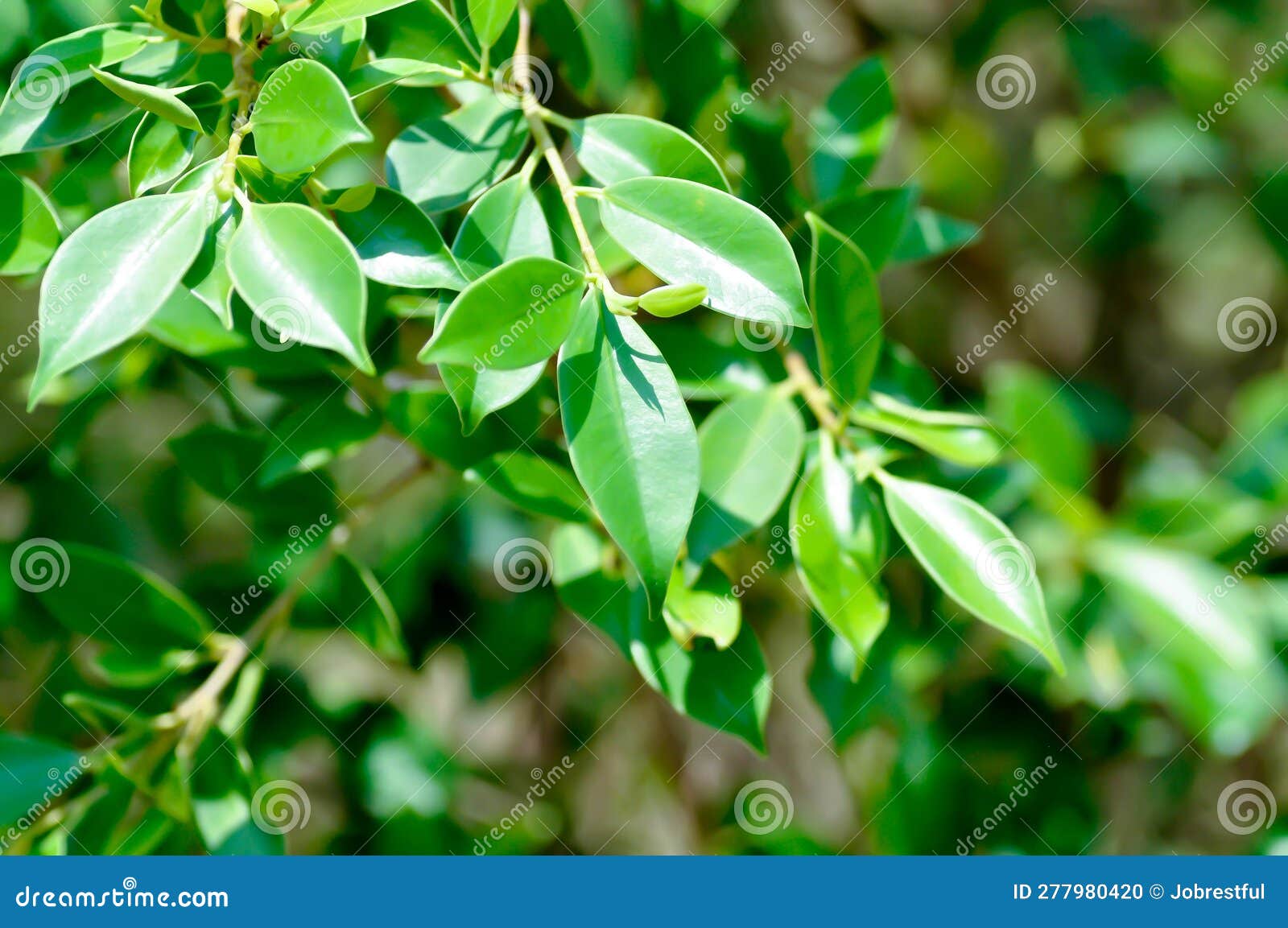 Banyan Tree or Ficus Annulata or Ficus Bengalensis Stock Photo - Image ...