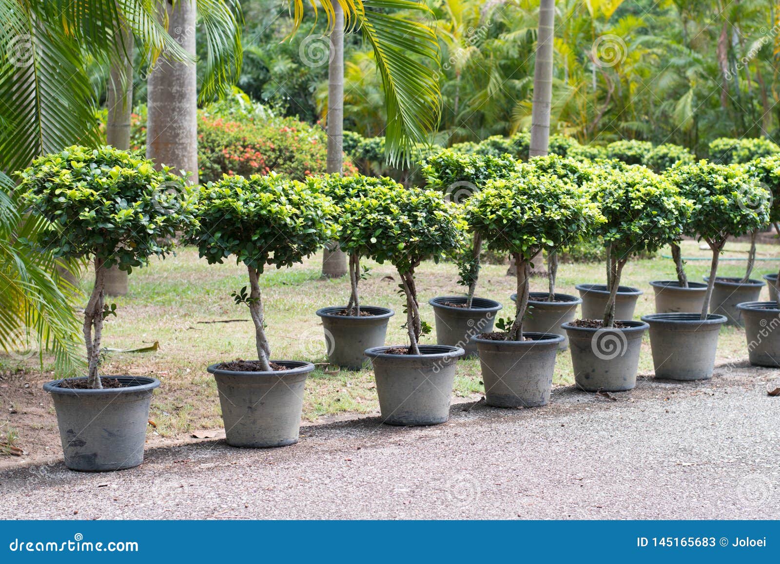 Ficus Annulata Dwarf in Pot Stock Image - Image of leaf, tropical ...