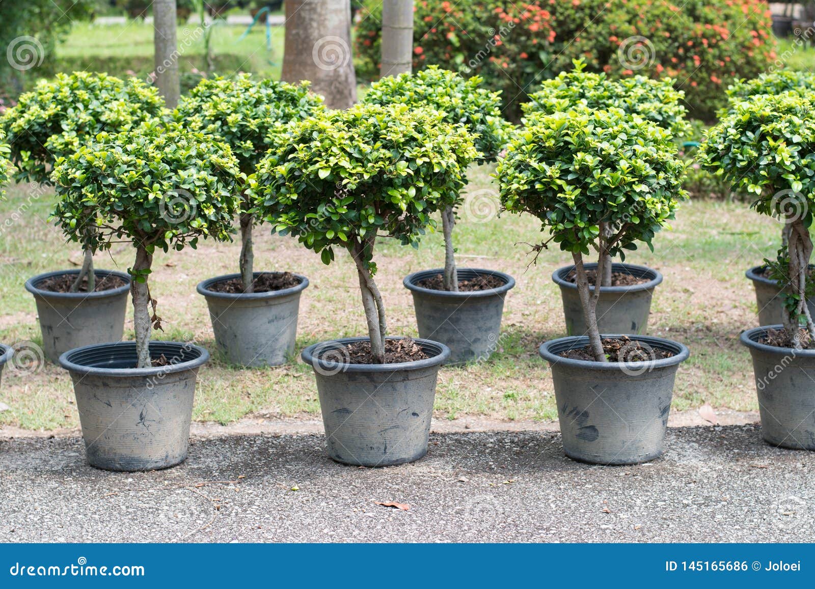 Ficus Annulata,Banyan Tree,MORACEAE Stock Photography | CartoonDealer ...