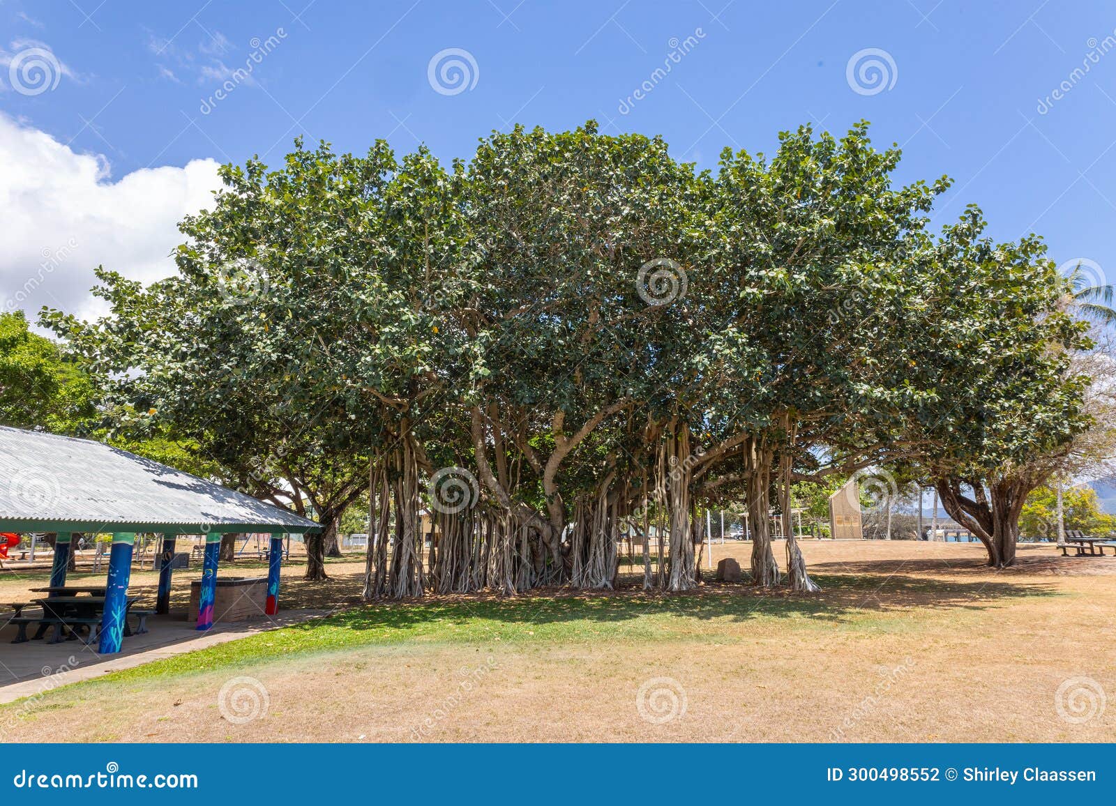 A Banyan Tree, a Fig Tree that Develops Prop Roots in Order To Spread ...