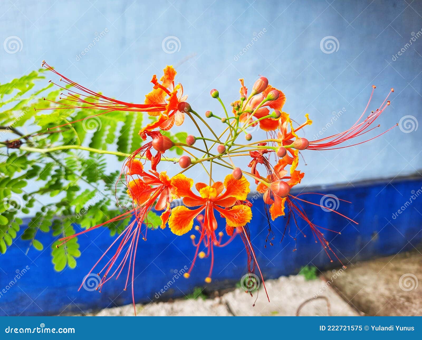 Banyan Tree Flower that is Still Small Stock Image - Image of small ...