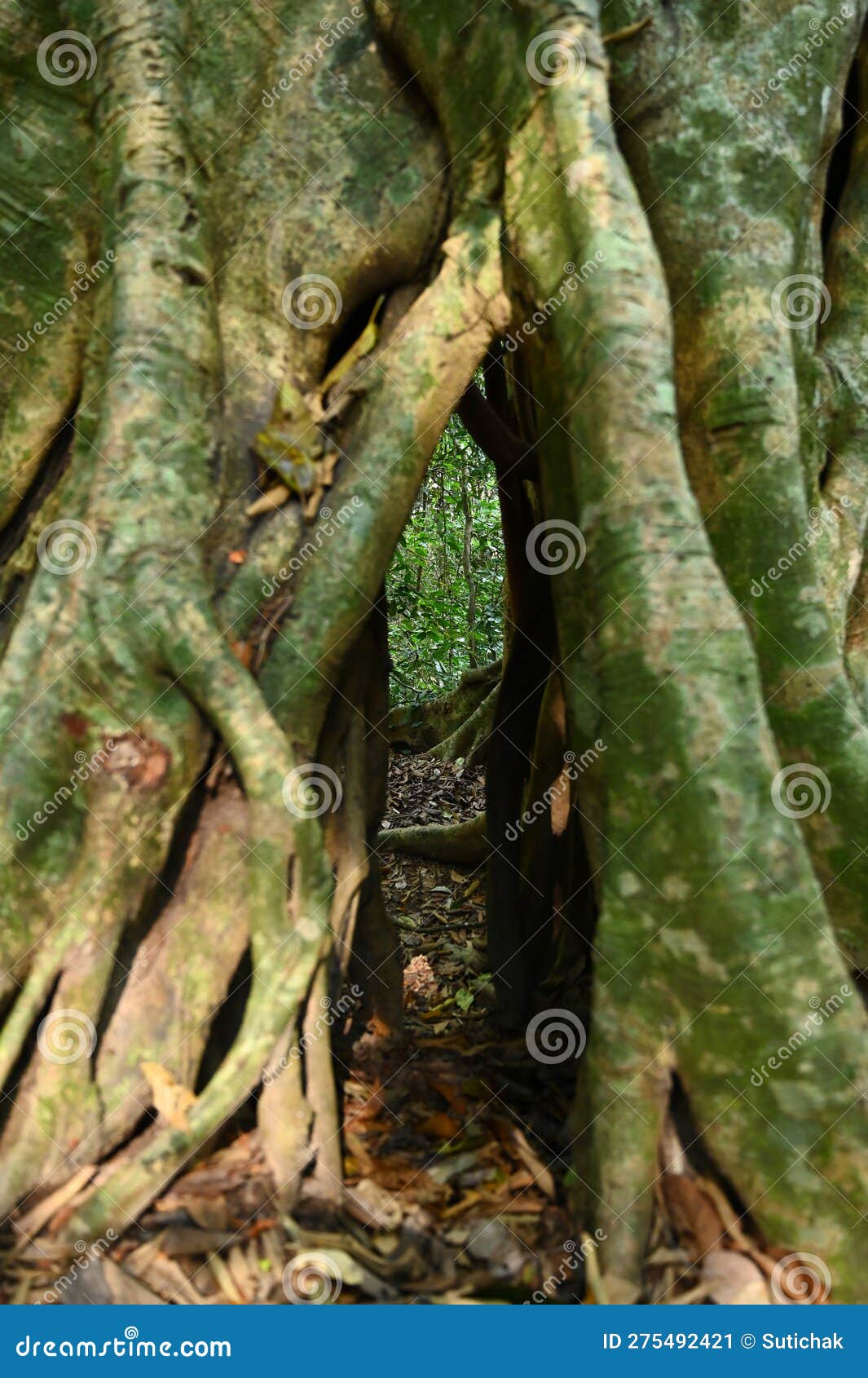 Close Up Texture of Banyan Tree in the Forest Stock Image - Image of ...
