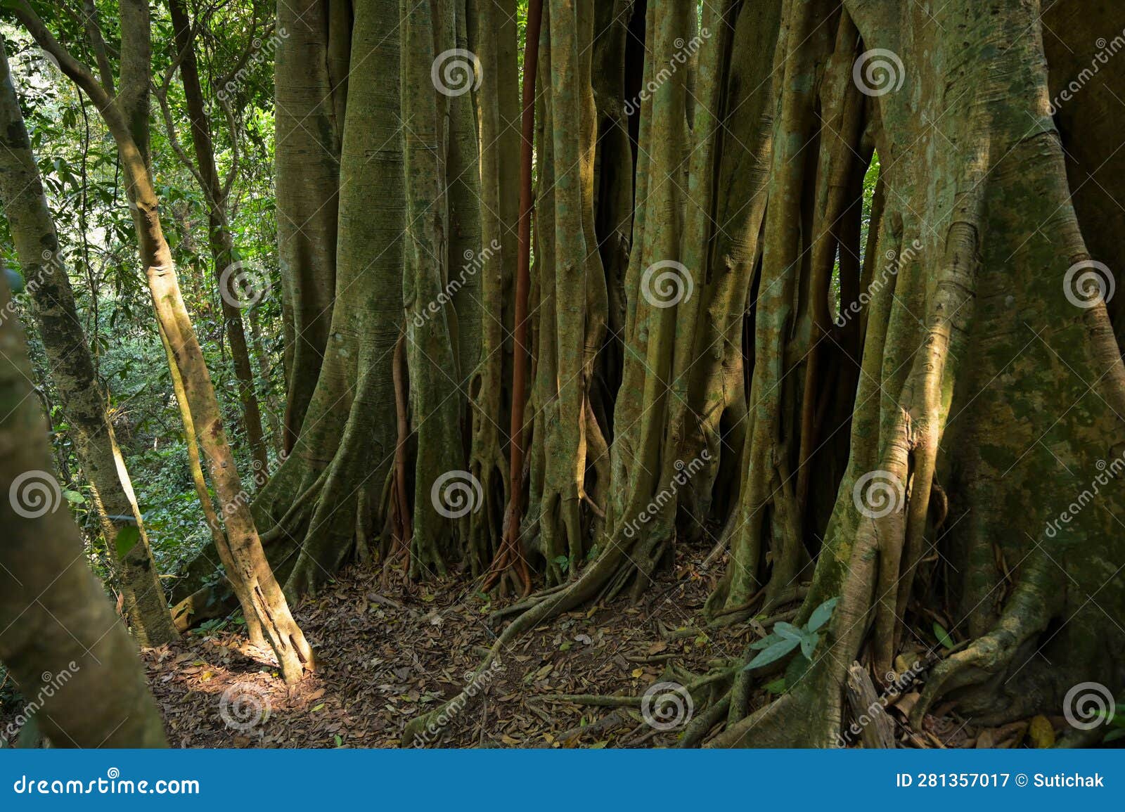 Close Up Banyan Tree in the Forest Stock Image - Image of abstract ...